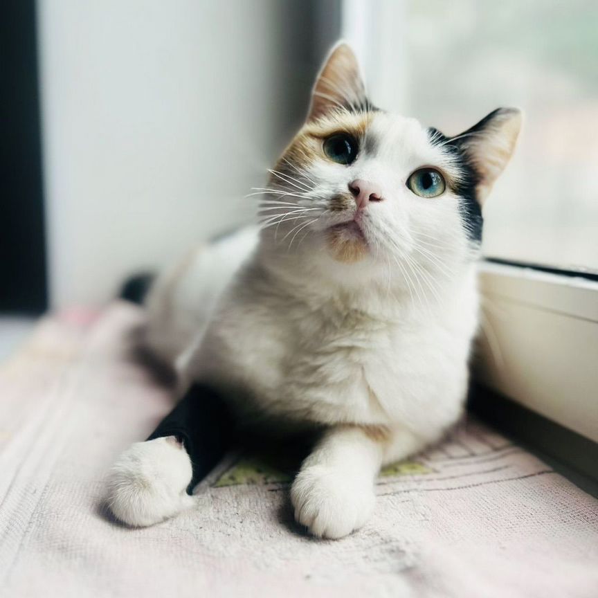 Кошка