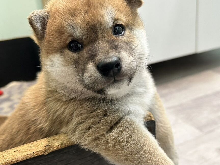 Собака сиба(шиба) ину