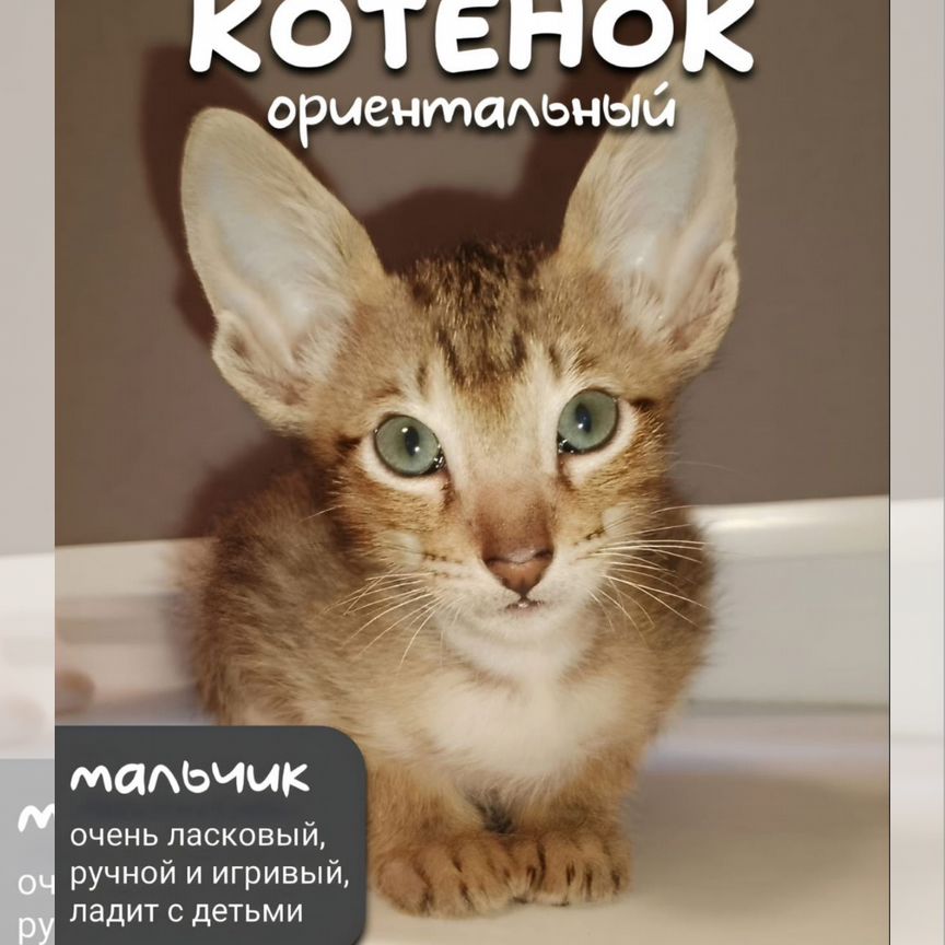 Ориентальный котёнок