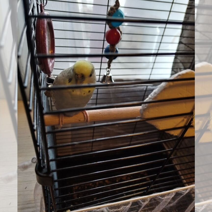 Попугай вместе с клеткой