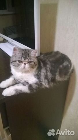 Экзотическая короткошерстная кошка