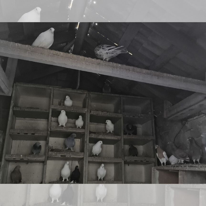 Голуби бойные