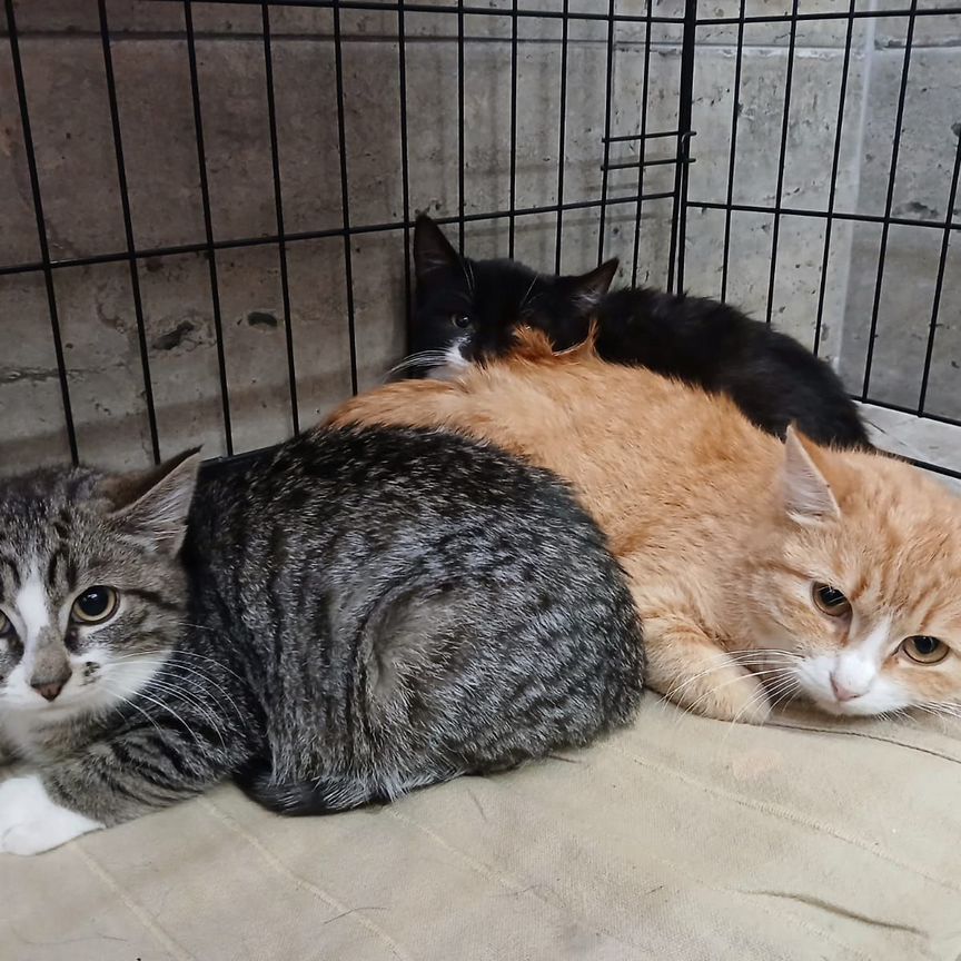 Котята 3 мес. Ласковые, но трусливые