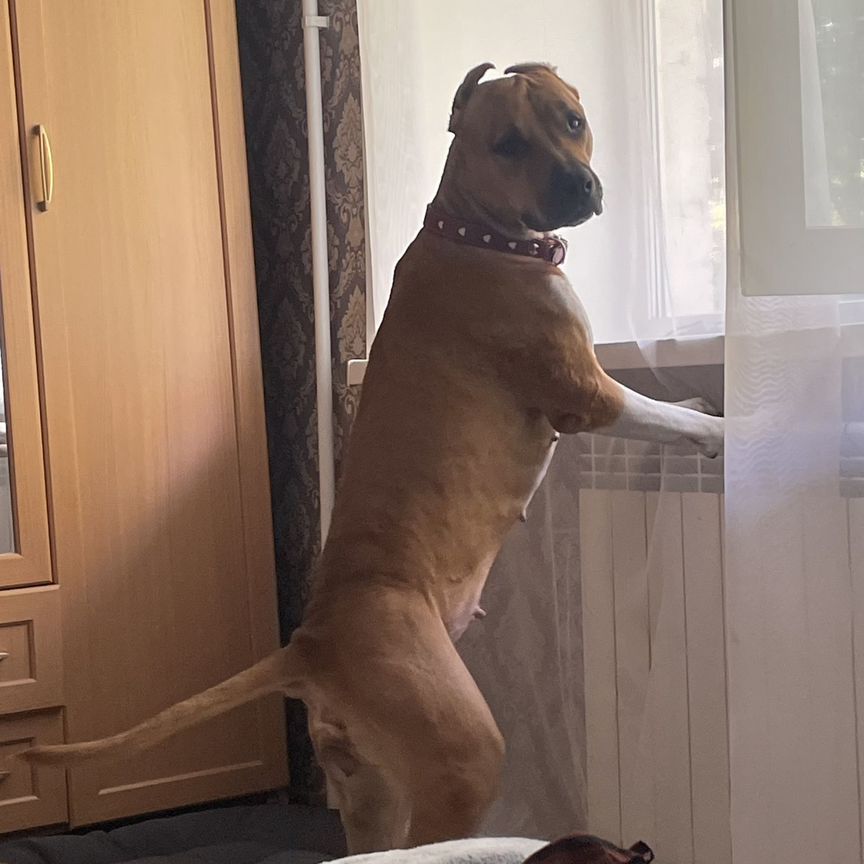 Американский стаффордширский терьер, взрослая собака