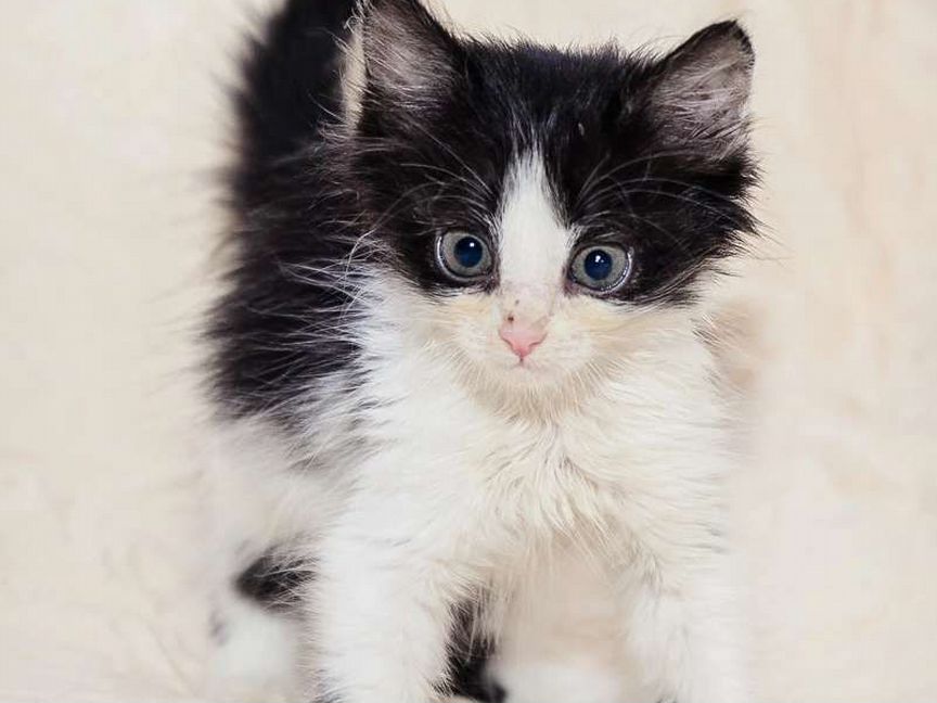 Котята 2 мес
