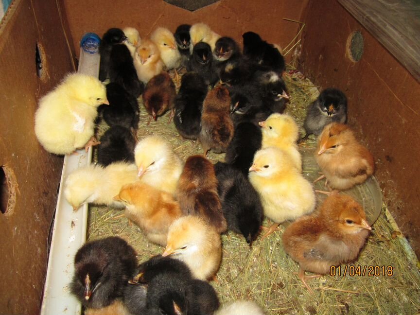 Цыплята домашние