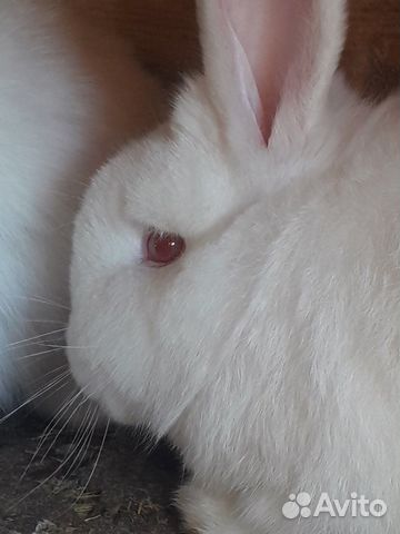 Новозеландские кролики