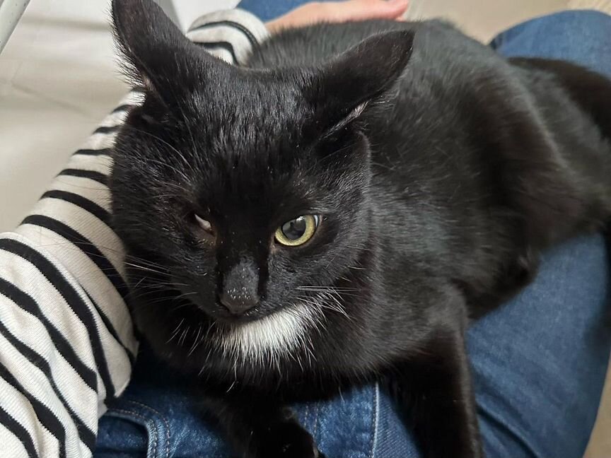 Кот Бусик ищет семью