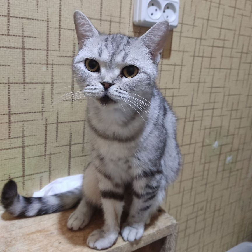 Британская короткошёрстная кошка, взрослая