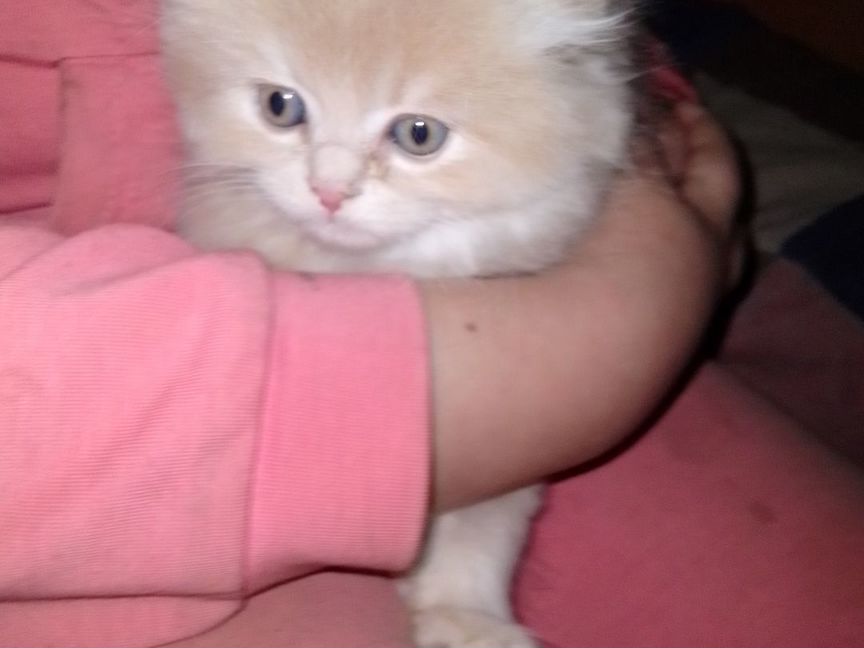 Чистокровные котята