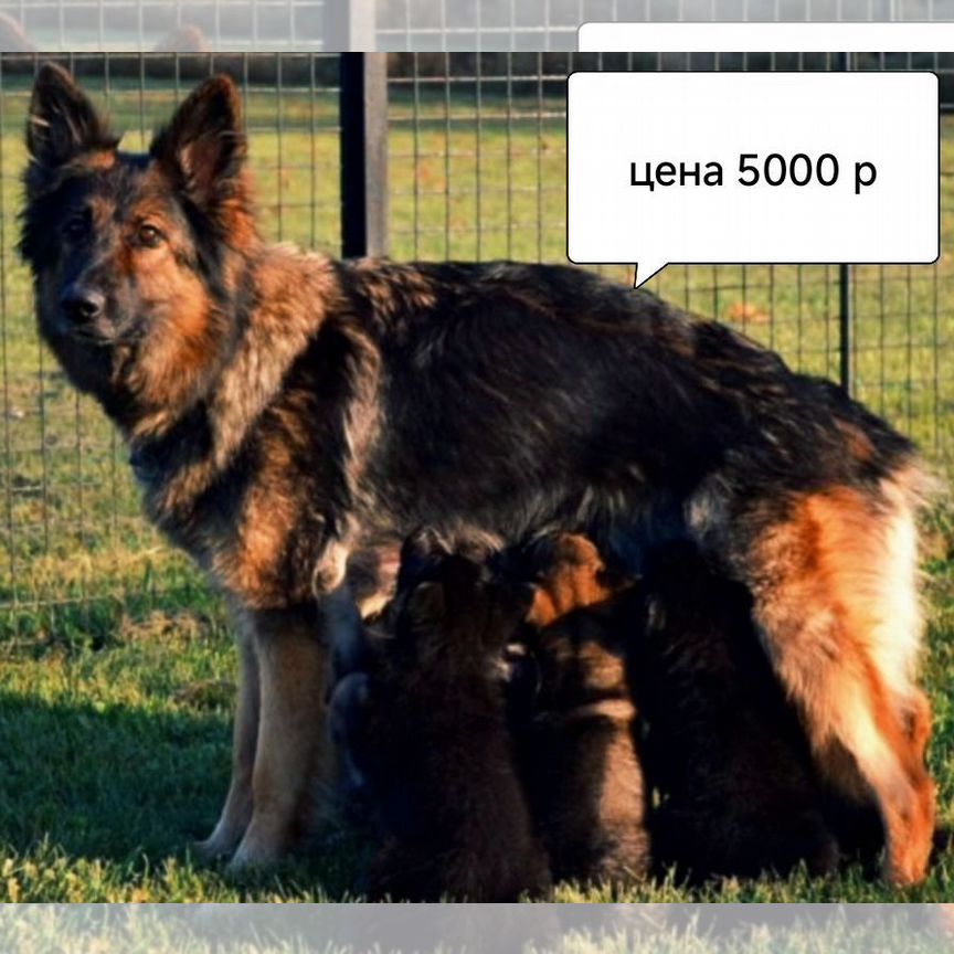 Щенок немецкой овчарки
