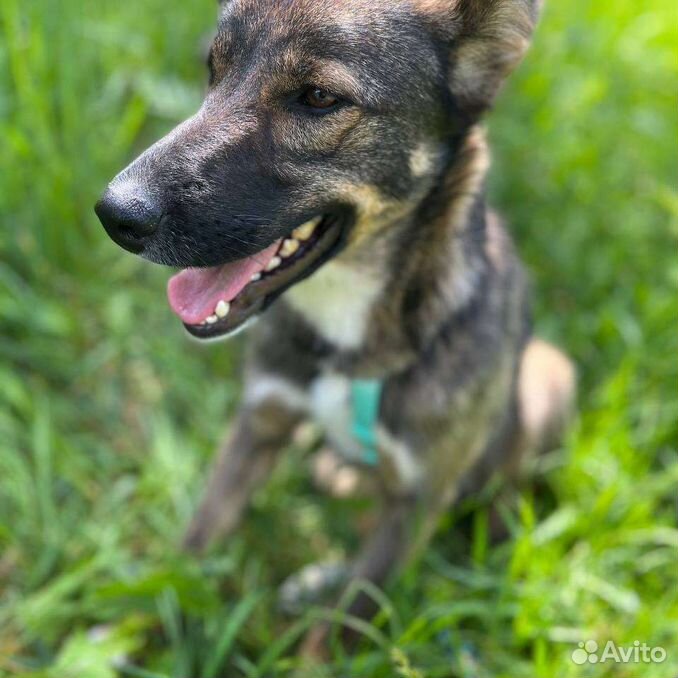 Добрая и робкая собака из приюта в дар