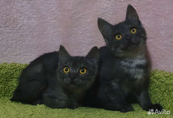 Котята, котёнок окраса "серый дым"