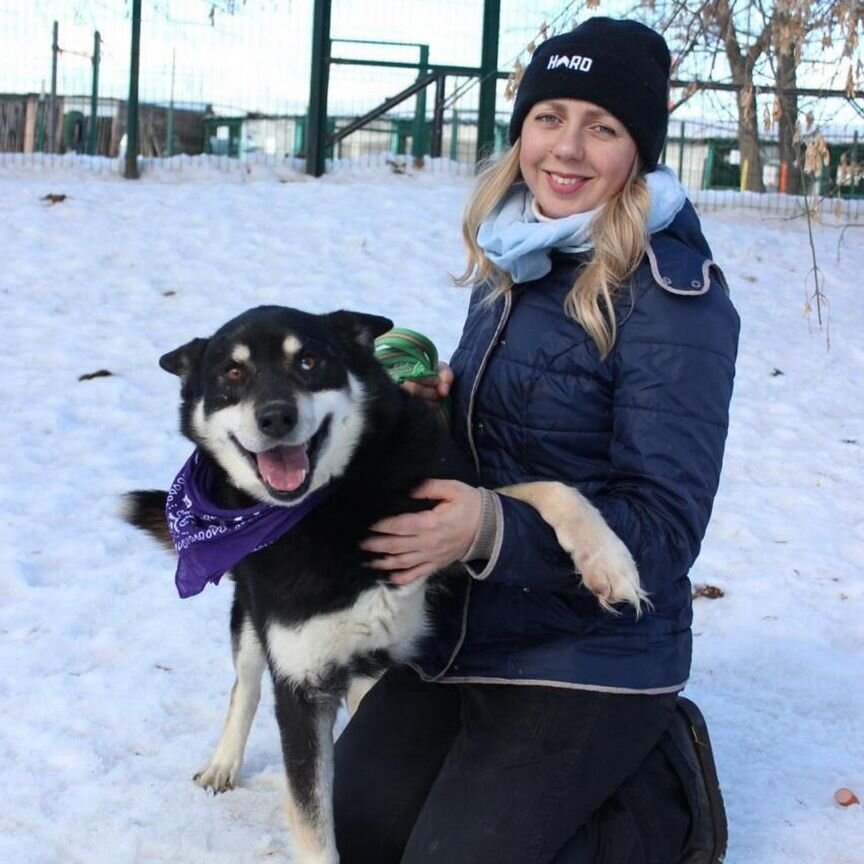 Собака ищет дом