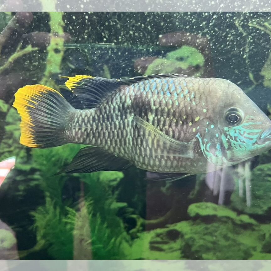 Акара бирюзовая