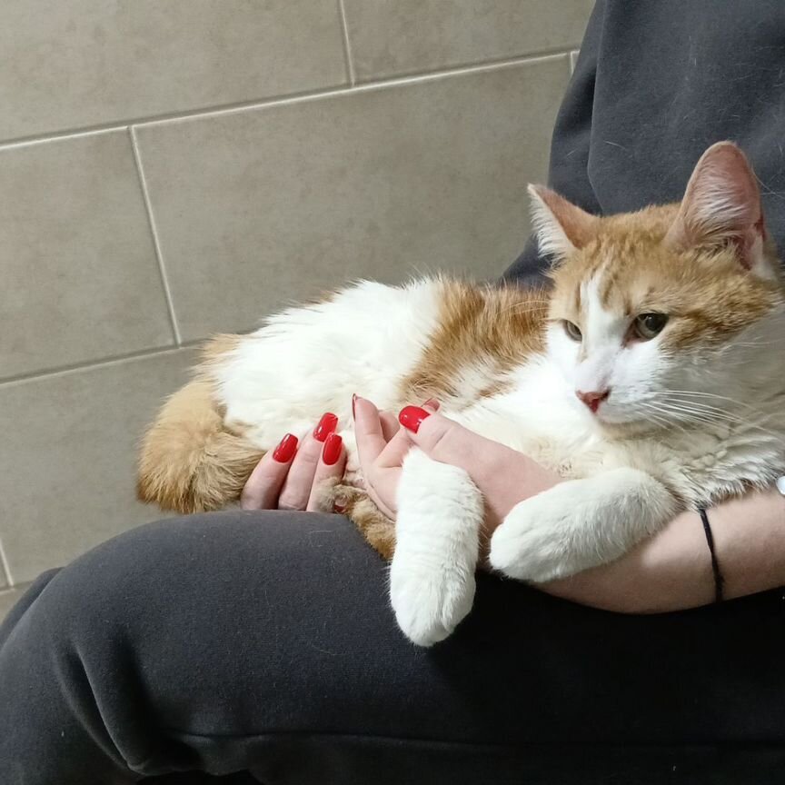 Котик в добрые руки