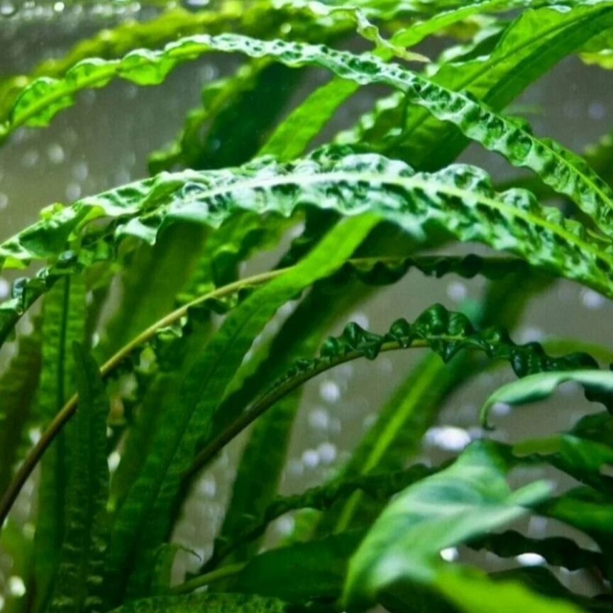 Аквариумное растение Криптокорина