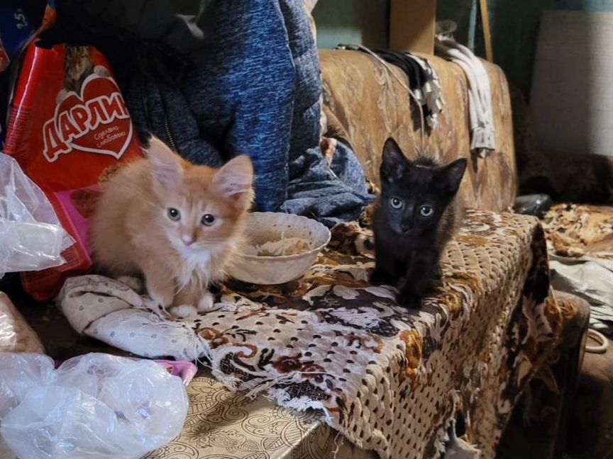 Котята