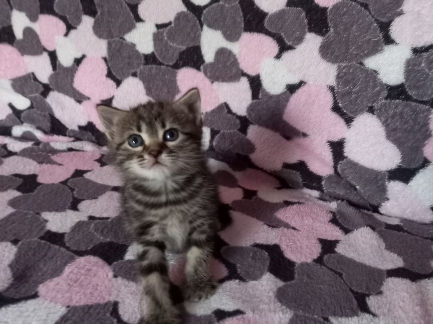 Котёнок
