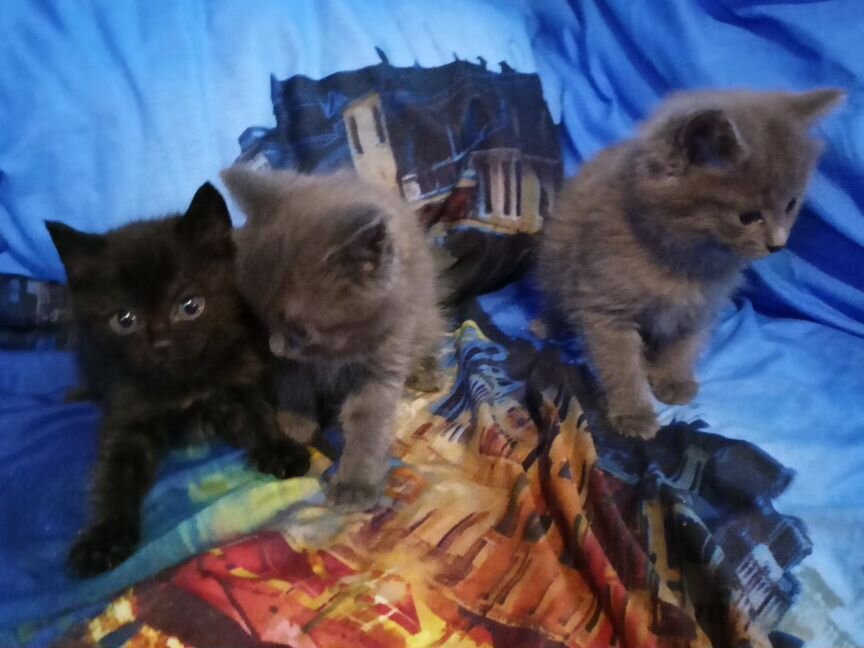 Кошка в дар