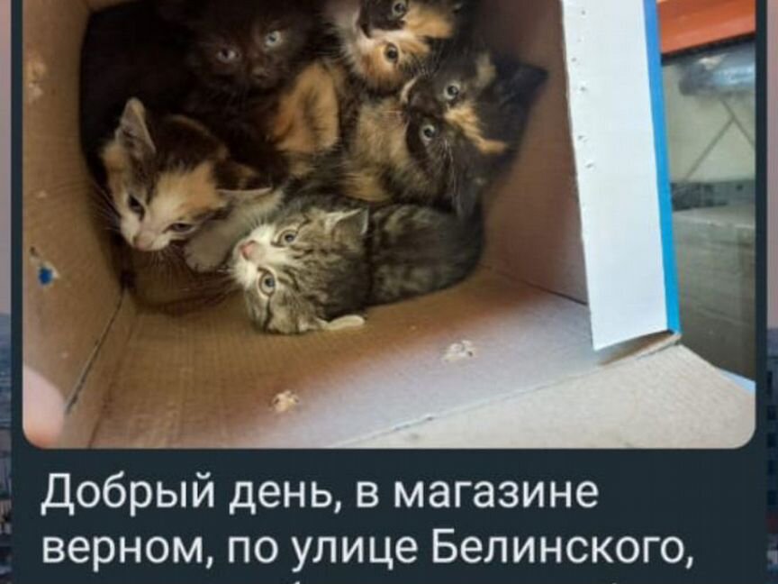Котята ищут дом