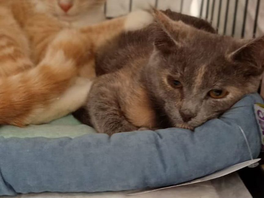 Котята 5 мес очень хотят домой