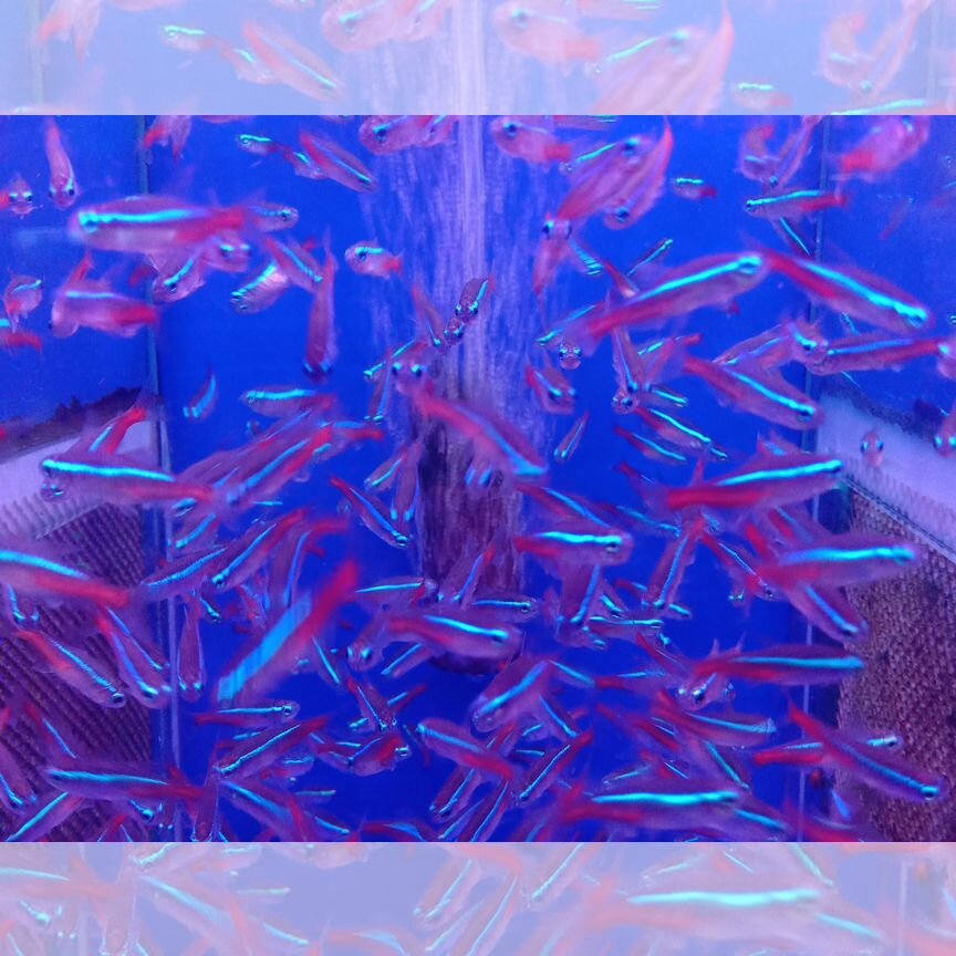 Неон голубой опт