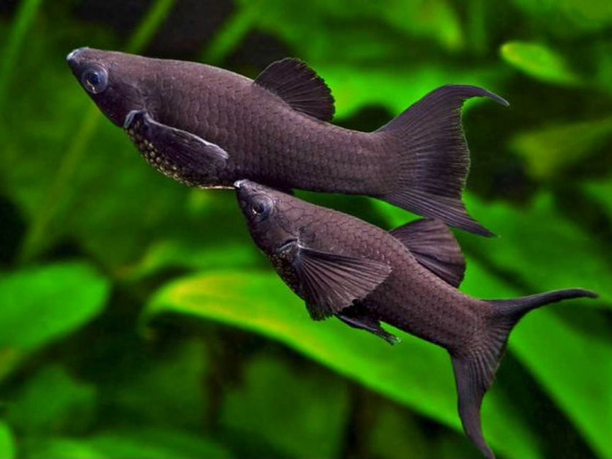 Рыбки + Корм для рыбок