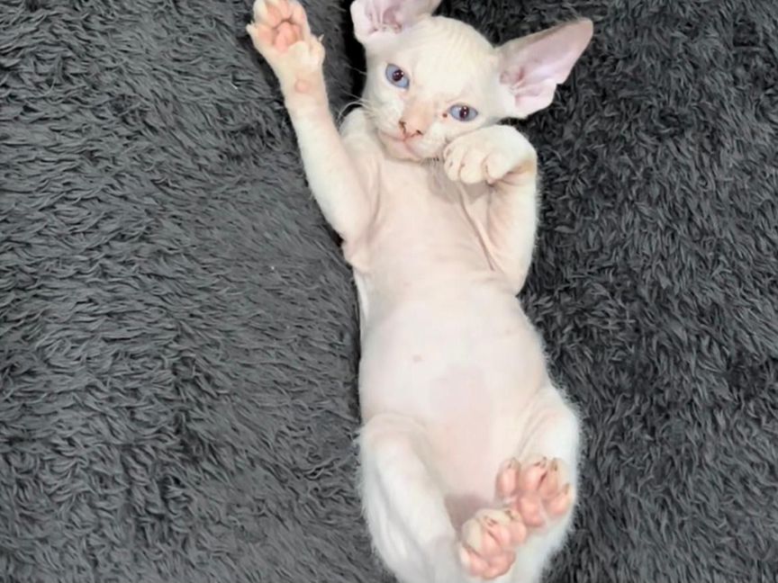 Канадский сфинкс