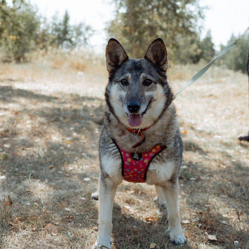 Тимка зовёт вас в гости в приют