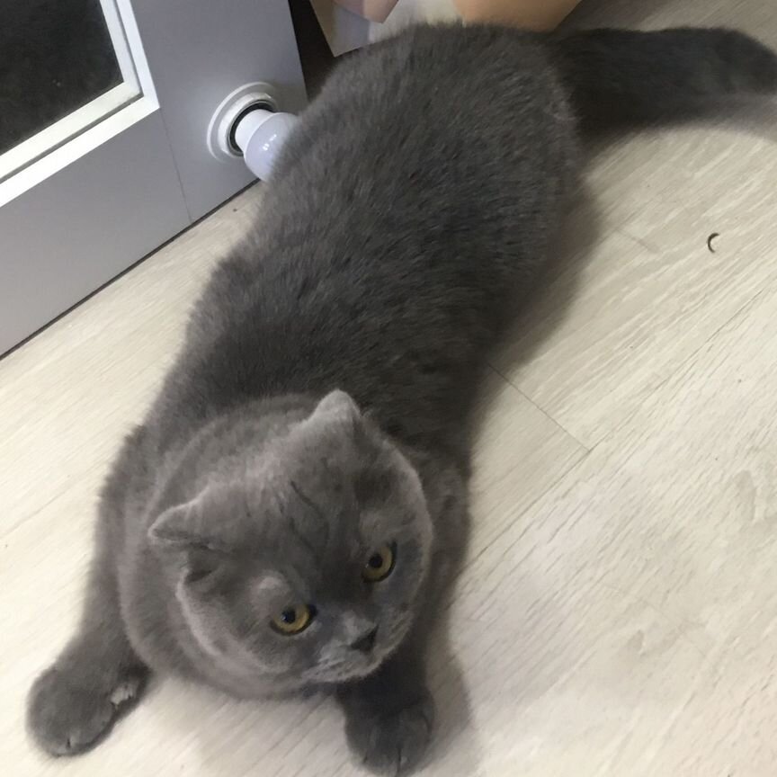 Шотландская вислоухая короткошёрстная кошка, взрослая