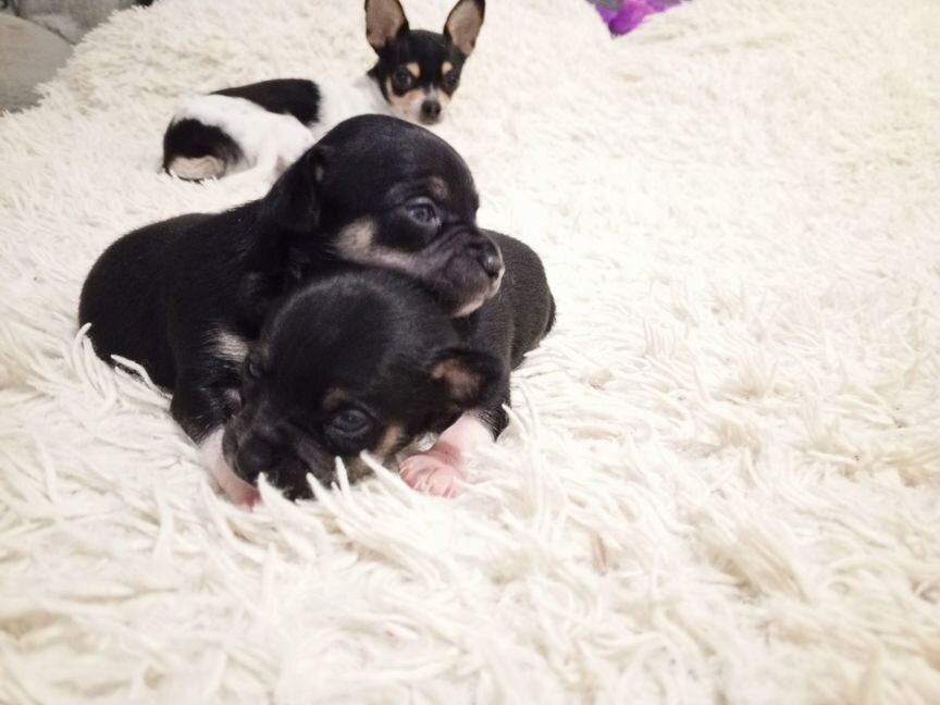 Продам щенков чихуахуа