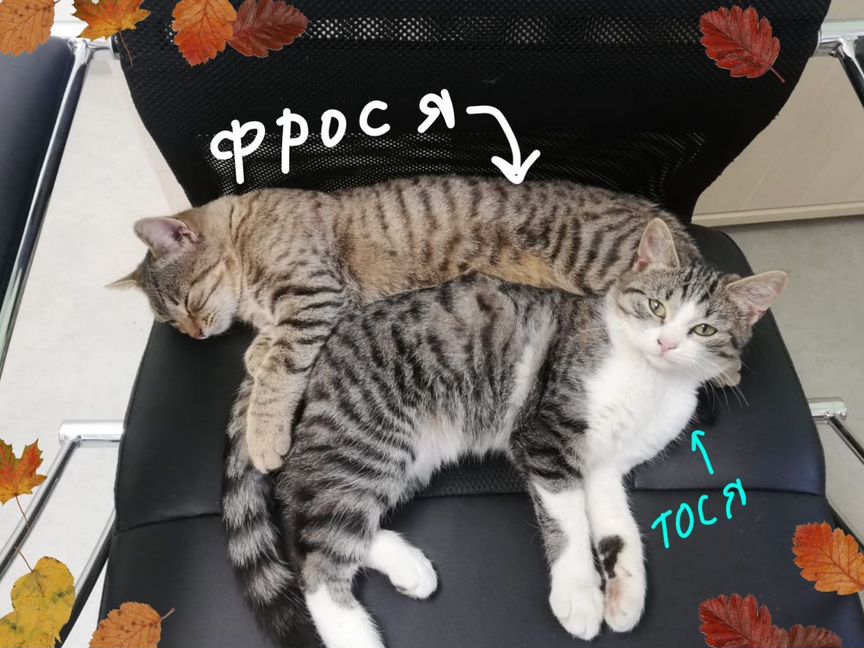 Как бы нам найти в этом мире его В добрые руки