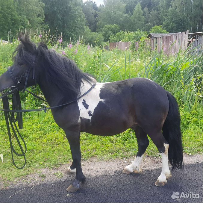 Пони продам