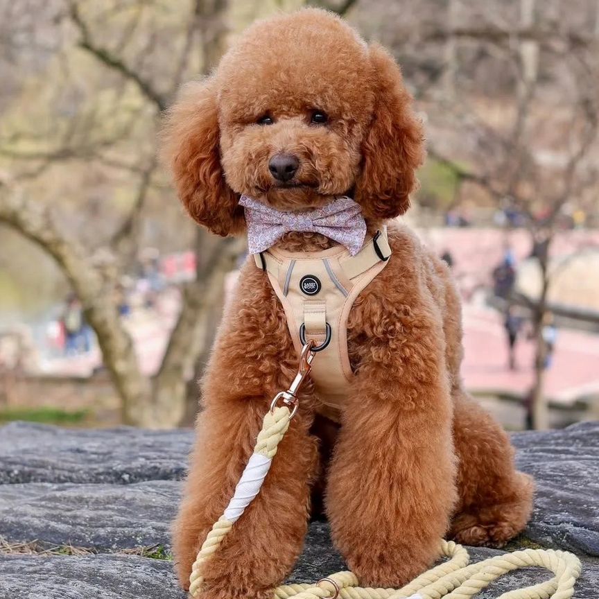 Той-пудель, щенок