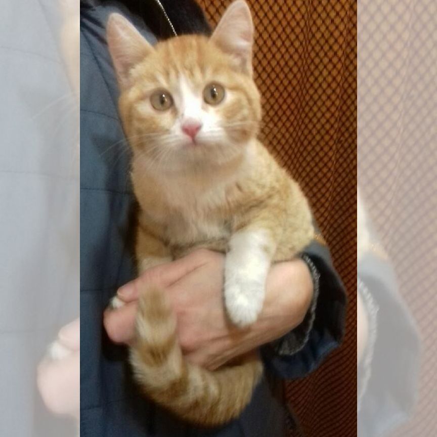 Котёнок в добрые руки