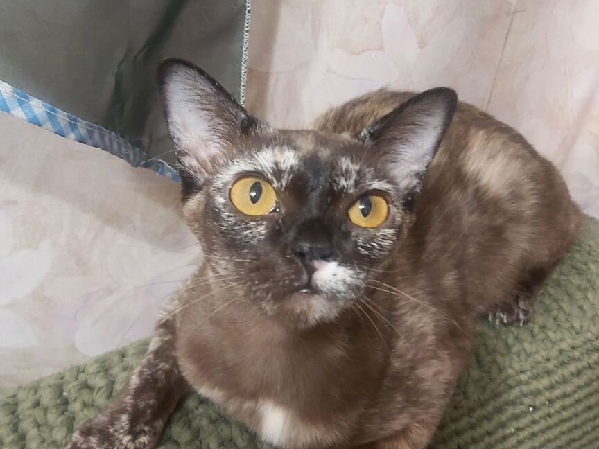 Бурманская кошечка