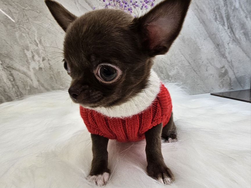 Чихуахуа Забавушка