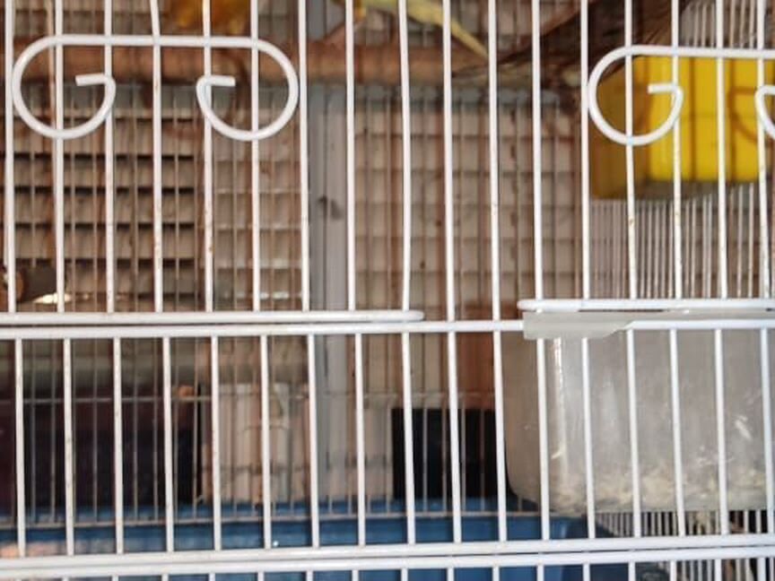 Гибрид щегла и канарейки