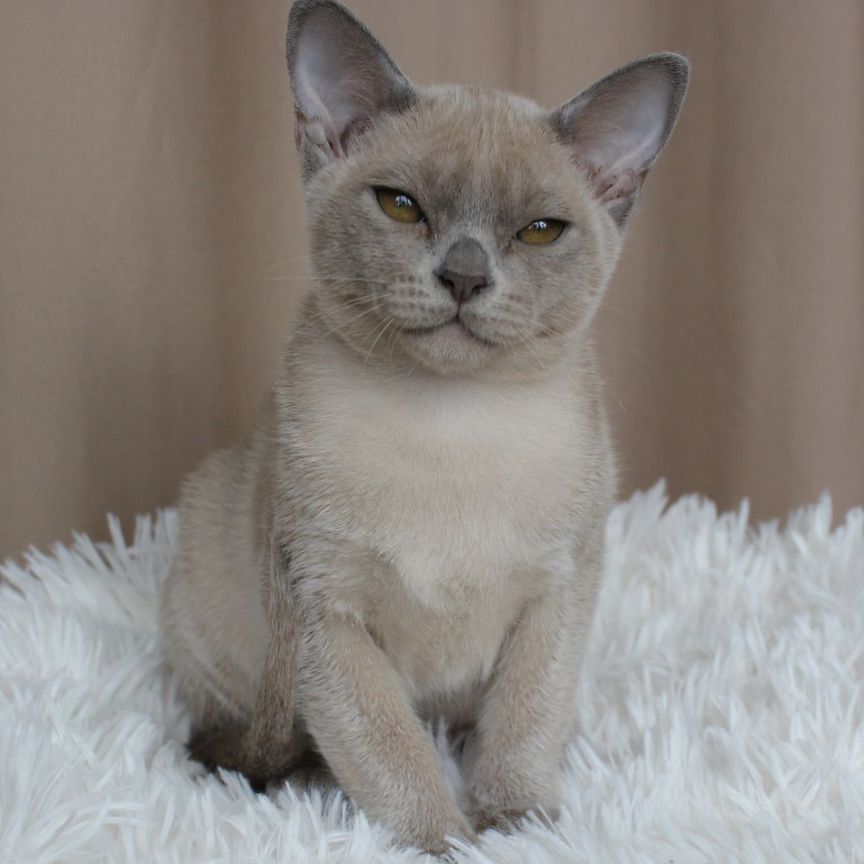 Европейский бурманский котёнок