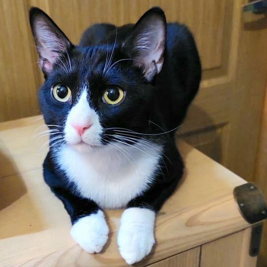 Шикарный юный кот Лорик