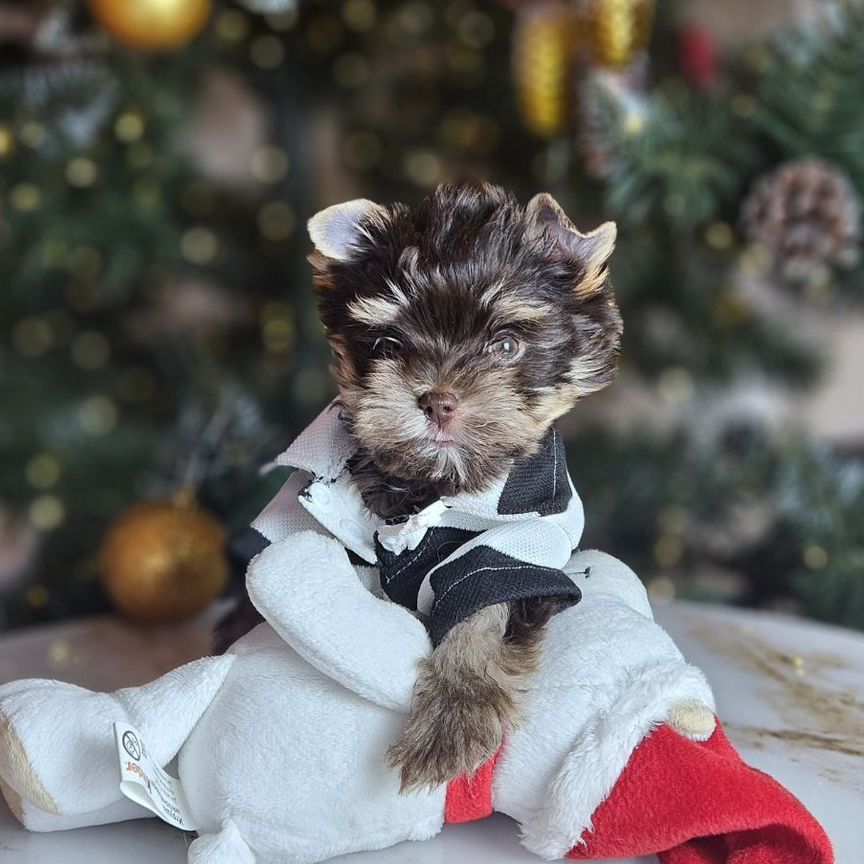 Йоркширский терьер шоколад