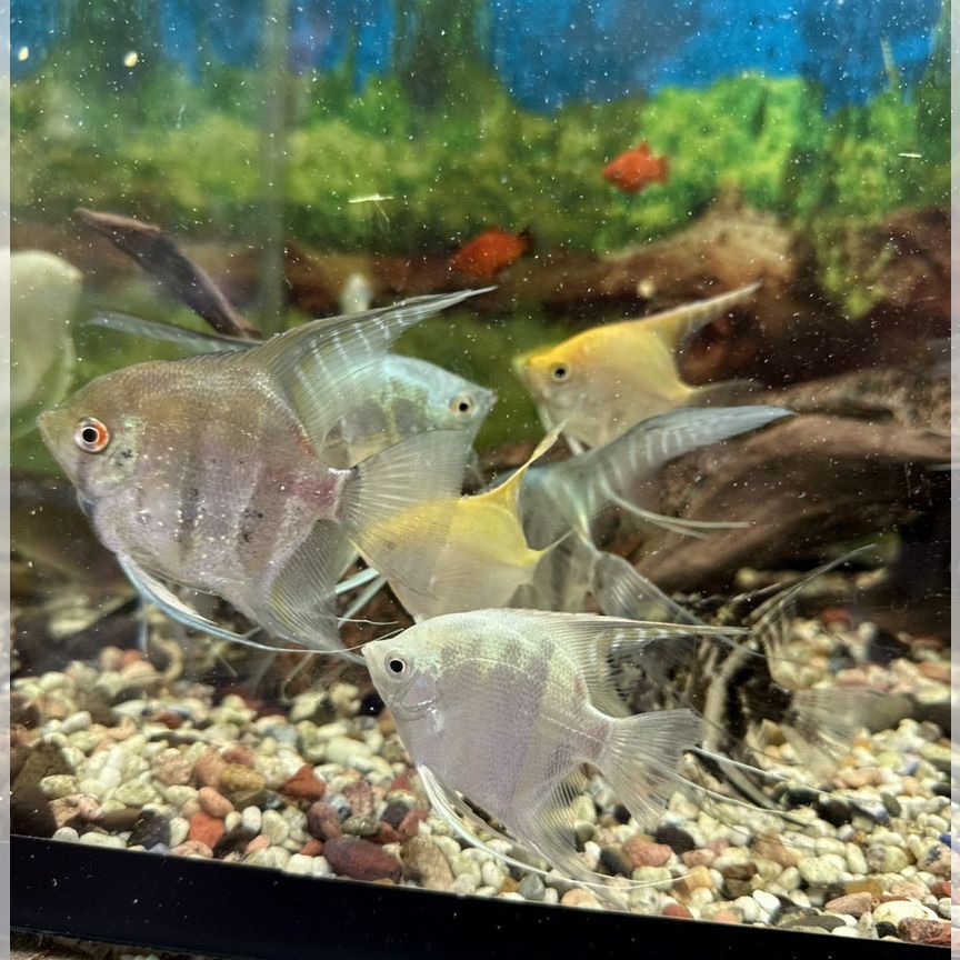 Скалярия - большая