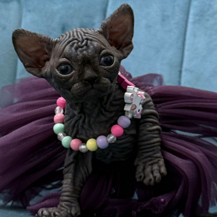 Канадский сфинкс котёнок