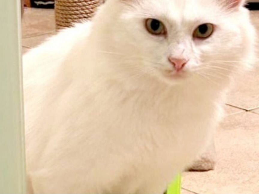 Белоснежному котику Сахарочку нужен дом