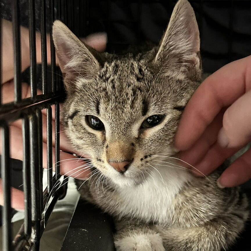 Котенок в добрые руки