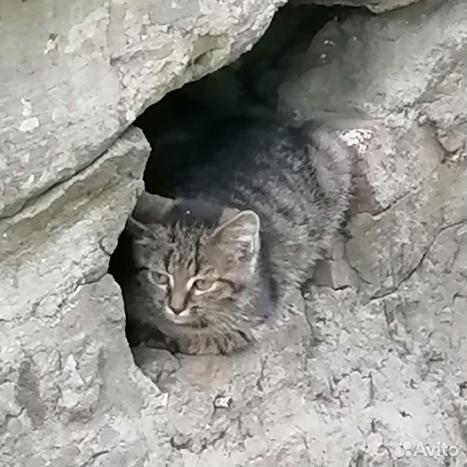 Умная, спокойная кошечка 4 месяца