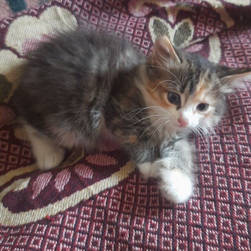 Котёнок в добрые руки