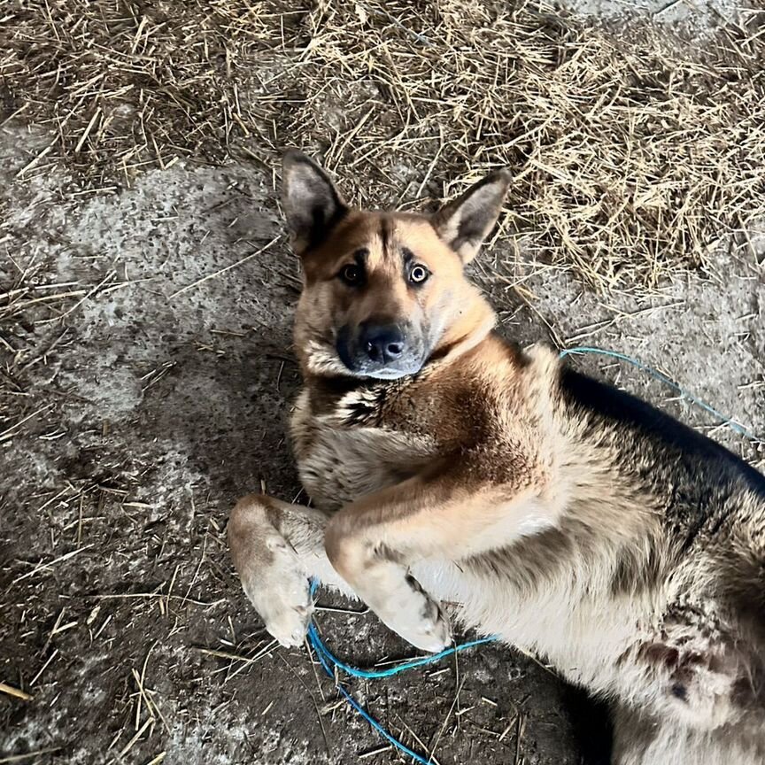 Собака кобель мальчик овчарка в добрые руки в дар