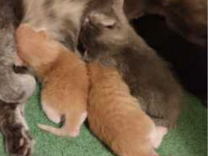 Котята новорожденные